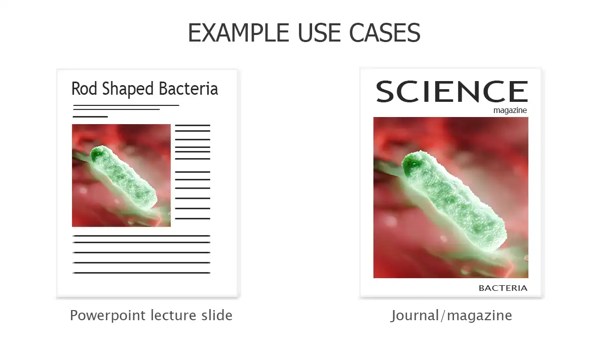 Why Visualizing Bacteria Matters in Science Education